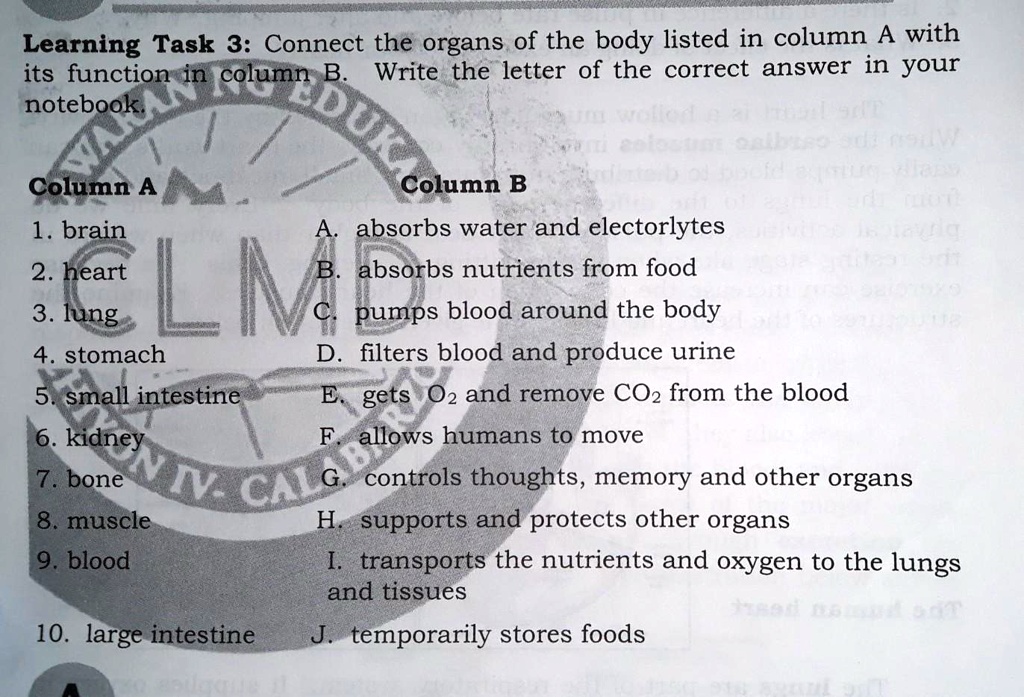 SOLVED: LEARNING TASK 3: CONNECT THE ORGANS OF THE BODY LISTED IN COLUMN A WITH THEIR FUNCTION ...