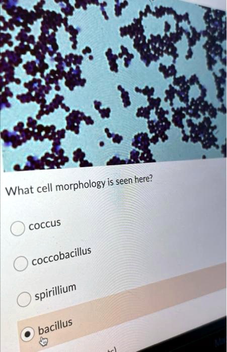 SOLVED: What cell morphology is seen here? Coccus, coccobacillus, spirillum, bacillus.