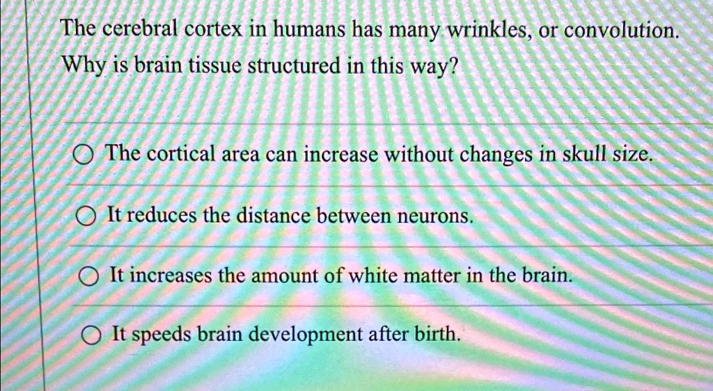 The cerebral cortex in humans has many wrinkles, or convolution. Why is ...