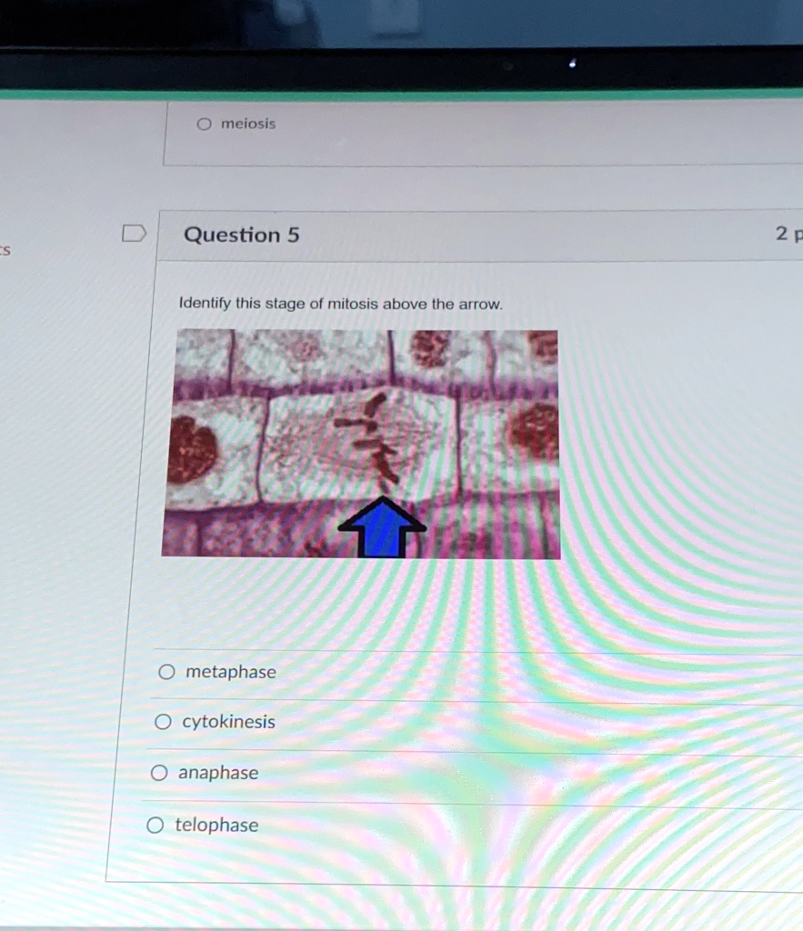 'meiosis Question 5 Identify this stage of mitosis above the arrow ...