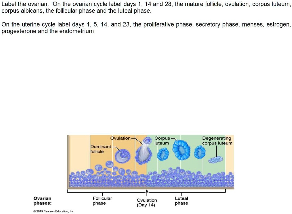 Label the ovarian. On the ovarian cycle label days 1, 14 and 28, the ...