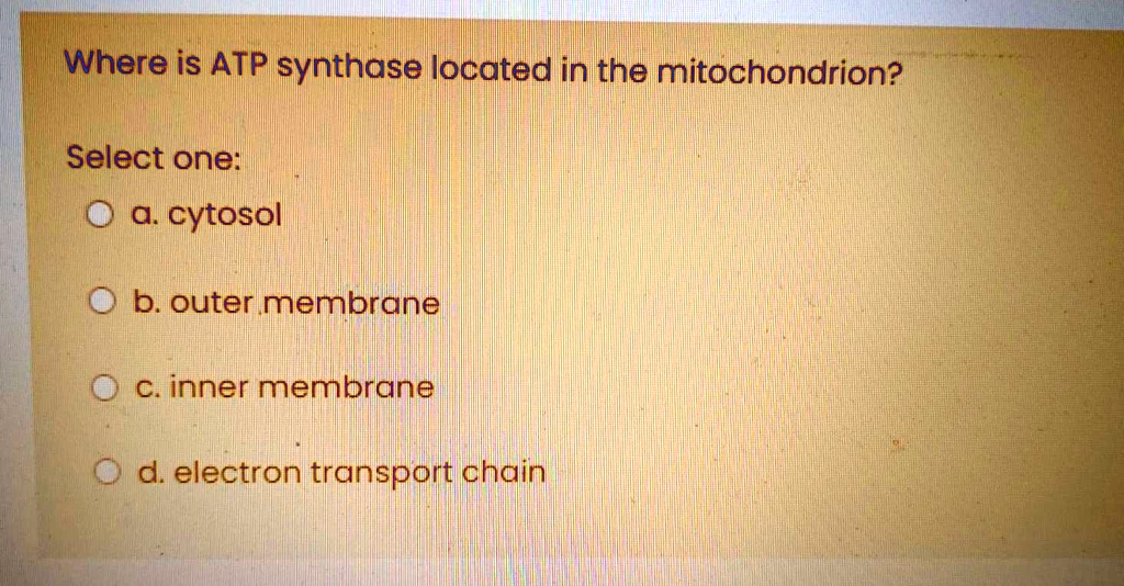 where is atp synthase located in the mitochondrion select one a cytosol ...