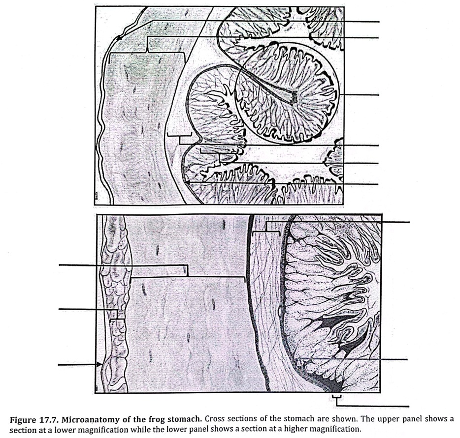 Figure 17.7. Microanatomy of the frog stomach. Cross sections of the ...