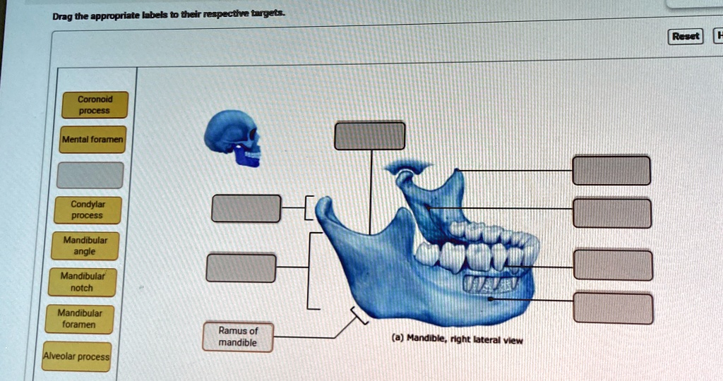 Drag the appropriate labels to their respective targets. Coronoid ...