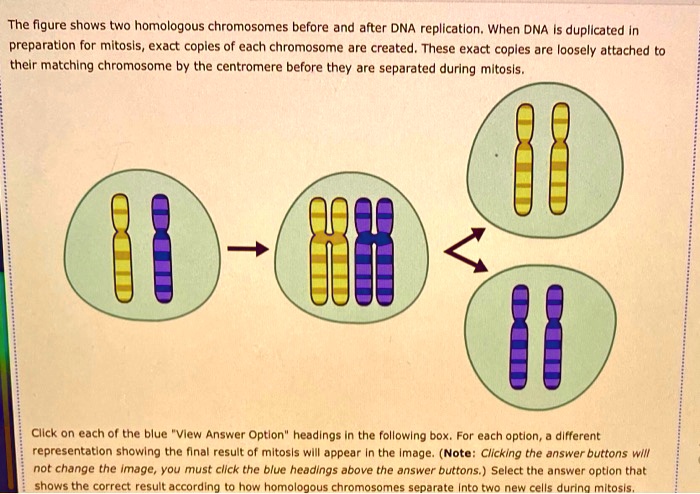 The figure shows two homologous chromosomes before and after DNA ...