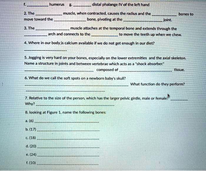 f. humerus g. distal phalange IV of the left hand 2. The muscle, when ...