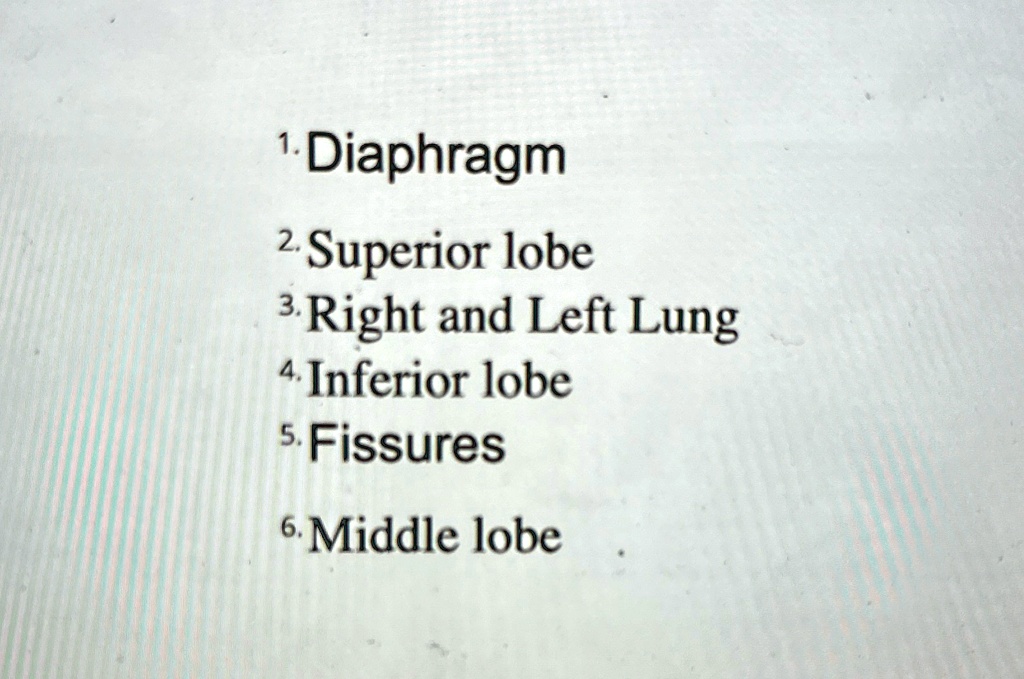 diaphragm superior lobe right and left lung inferior lobe fissures ...