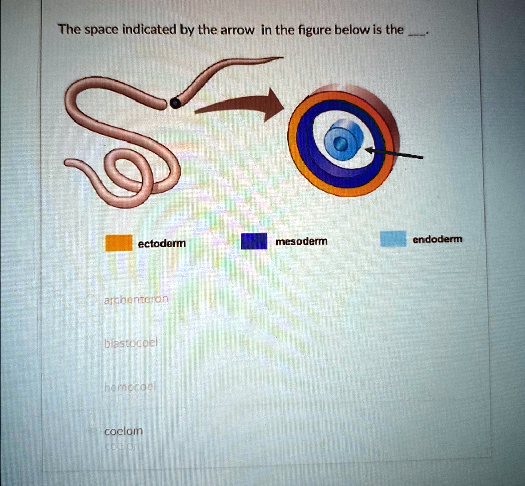The space indicated by the arrow in the figure below is the ectoderm ...