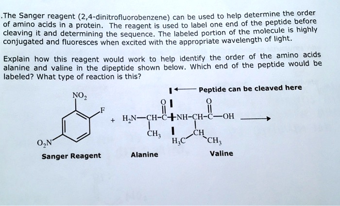 SOLVED: The Sanger reagent (2,4-dinitrofluorobenzene) can be used to ...