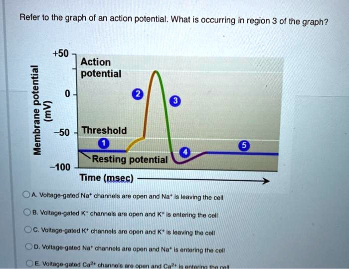 SOLVED: Refer to the graph of a action potential: What is occurring in ...