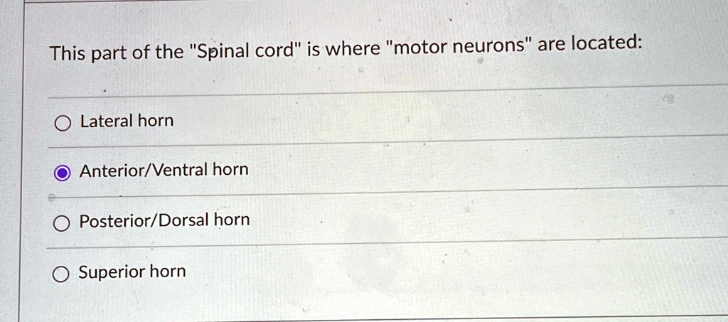 This part of the "Spinal cord" is where "motor neurons" are located ...