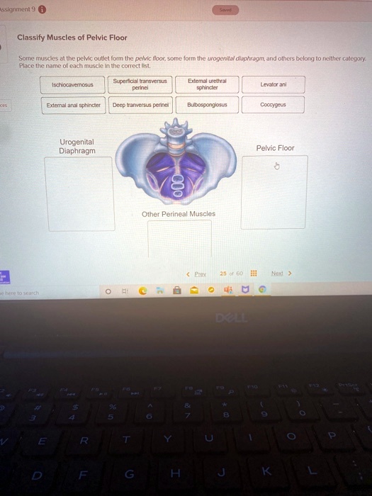 Classify Muscles of Pelvic Floor Some muscles at the pelvic...