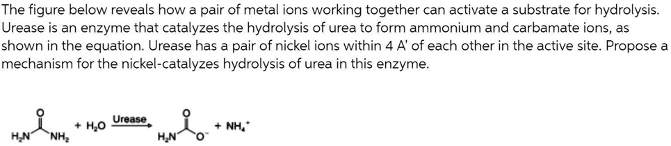 The figure below reveals how a pair of metal ions working together can ...