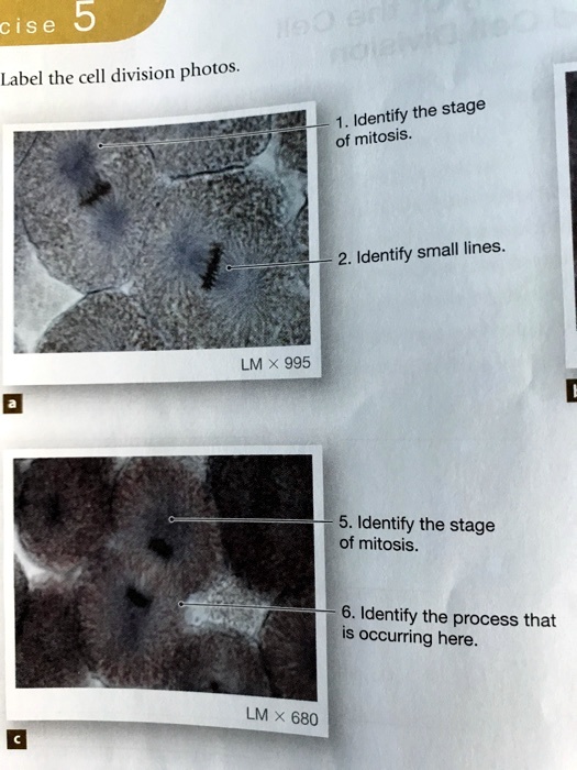 cise 5 Label the cell division photos. 1. Identify the stage of mitosis ...