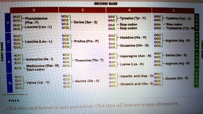 SOLVED: SECOND Base UUU Phenylalanine (Phe) UUC Leucine (Leu-L) UUA ...
