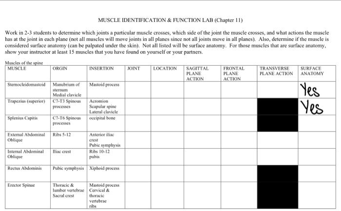 muscle identificationfunctionlabchapter11 work in 2 3 students to ...