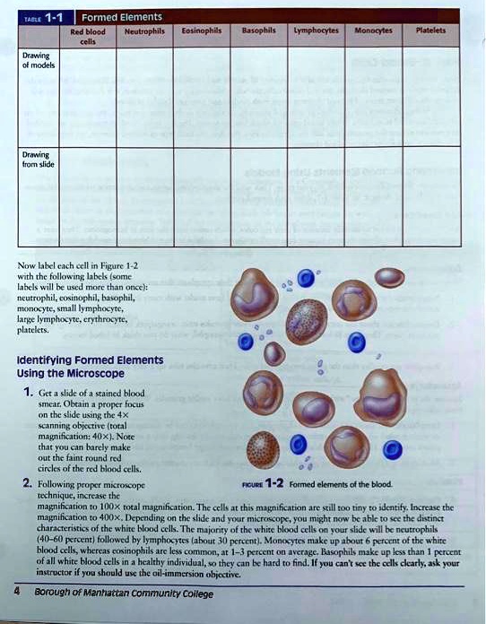 SOLVED: Formed Elements Red blood cells Neutrophils Eosinophils ...