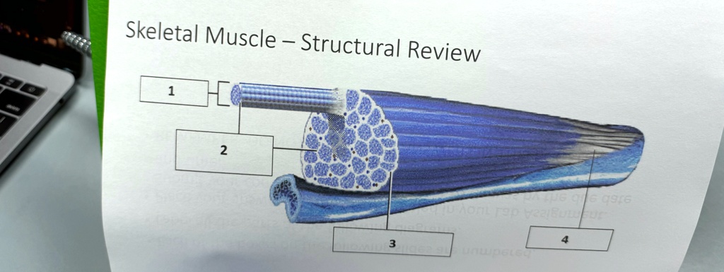 VIDEO solution: Skeletal Muscle-Structural Review Label the skeletal ...