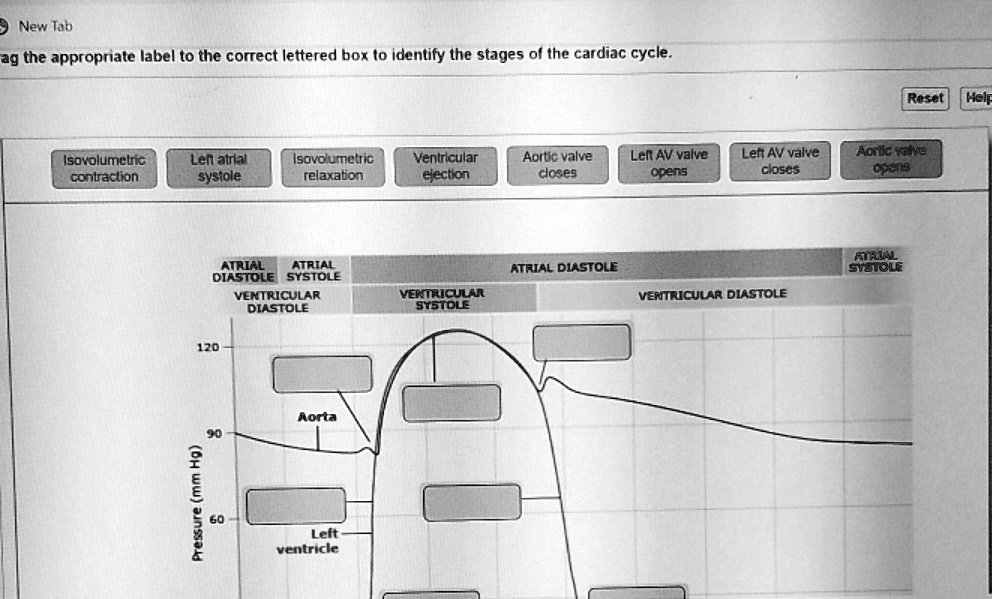 drag the appropriate label to the correct lettered box to identify the ...