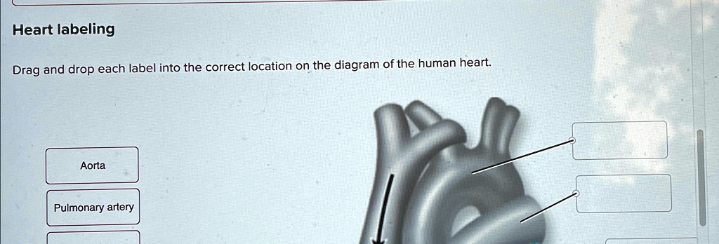 Heart Labeling Drag and drop each label into the correct location on ...