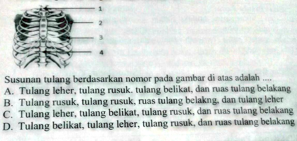 SOLVED: Susunan tulang berdasarkan nomor pada gambar di atas adalah ...