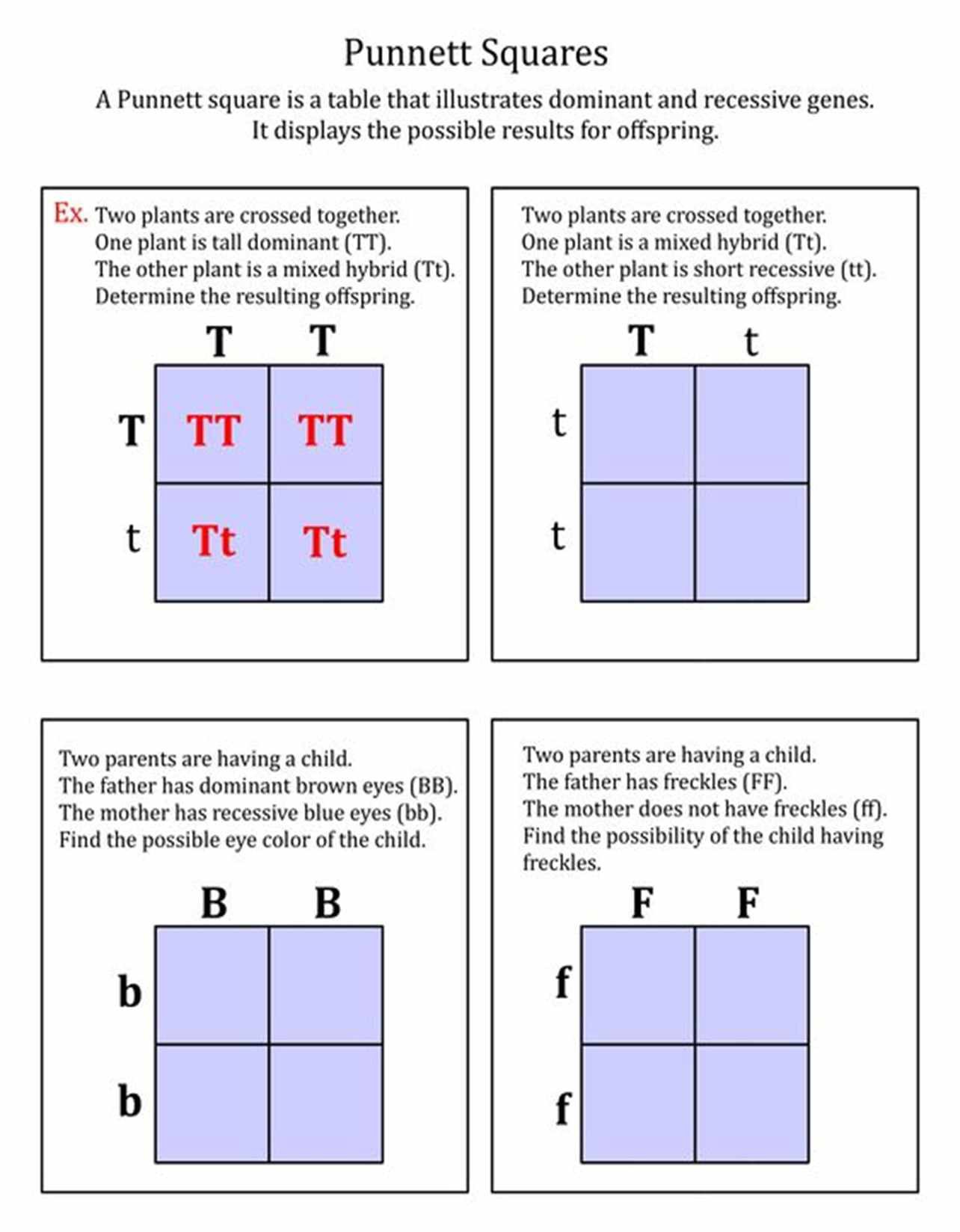 punnett squares a punnett square is a table that illustrates dominant ...
