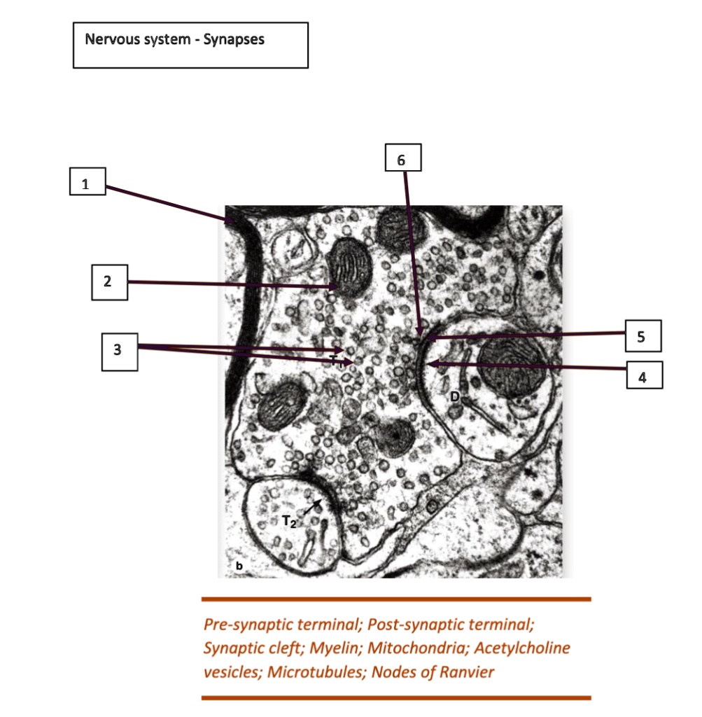 Solved Nervous System Synapses Pre Synaptic Terminal Post Synaptic Terminal Synaptic Cleft