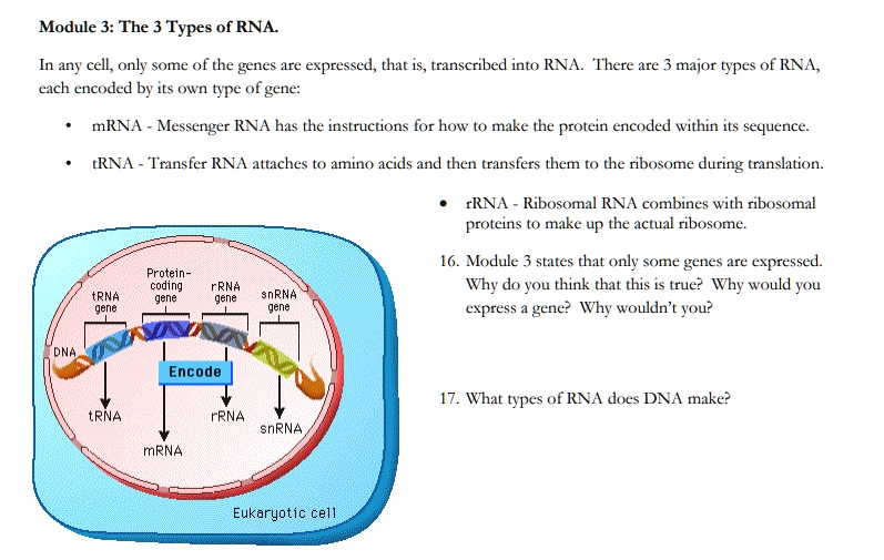 module 3 the 3 types of rna in any cell only some ofthe genes are ...