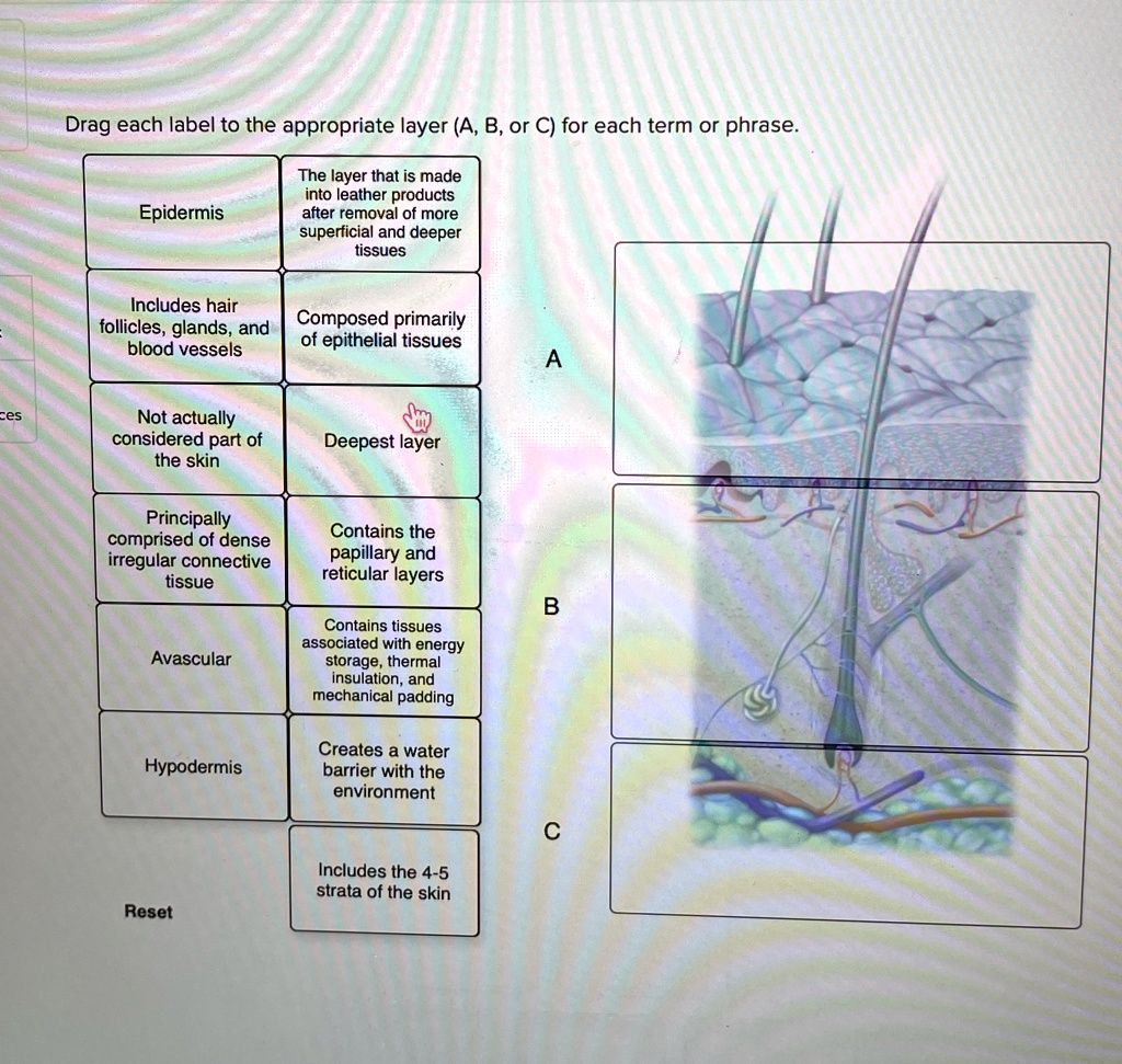 drag each label to the appropriate layer a b or c for each term or phrase epidermis the layer ...