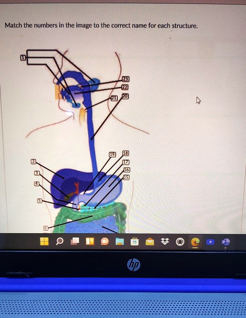SOLVED: name the numbered structures Match the numbers in the image to the correct name for each ...