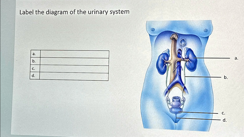 Label the diagram of the urinary system able[[a.,],[b.,],[c.,],[d ...