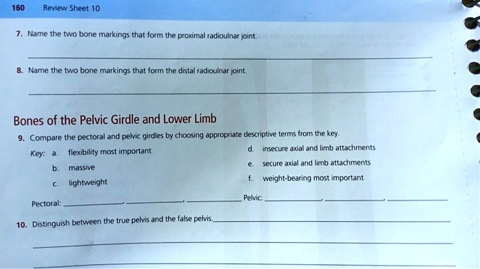 SOLVED: Review Sheet 10 7. Name the two bone markings that form the proximal radioulnar joint. 8 ...