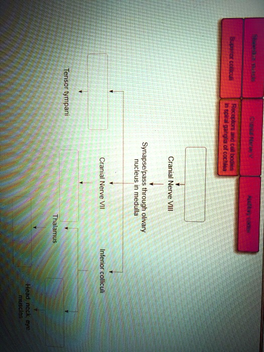 Superior colliculi Receptors and cell bodies in spiral ganglia of ...