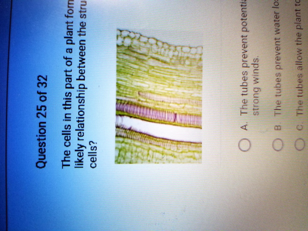 the cells in this part of a plant form long vertical tubes what is the ...