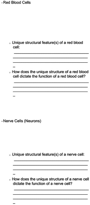 SOLVED: Red Blood Cells Unique structural feature(s) of a red blood ...