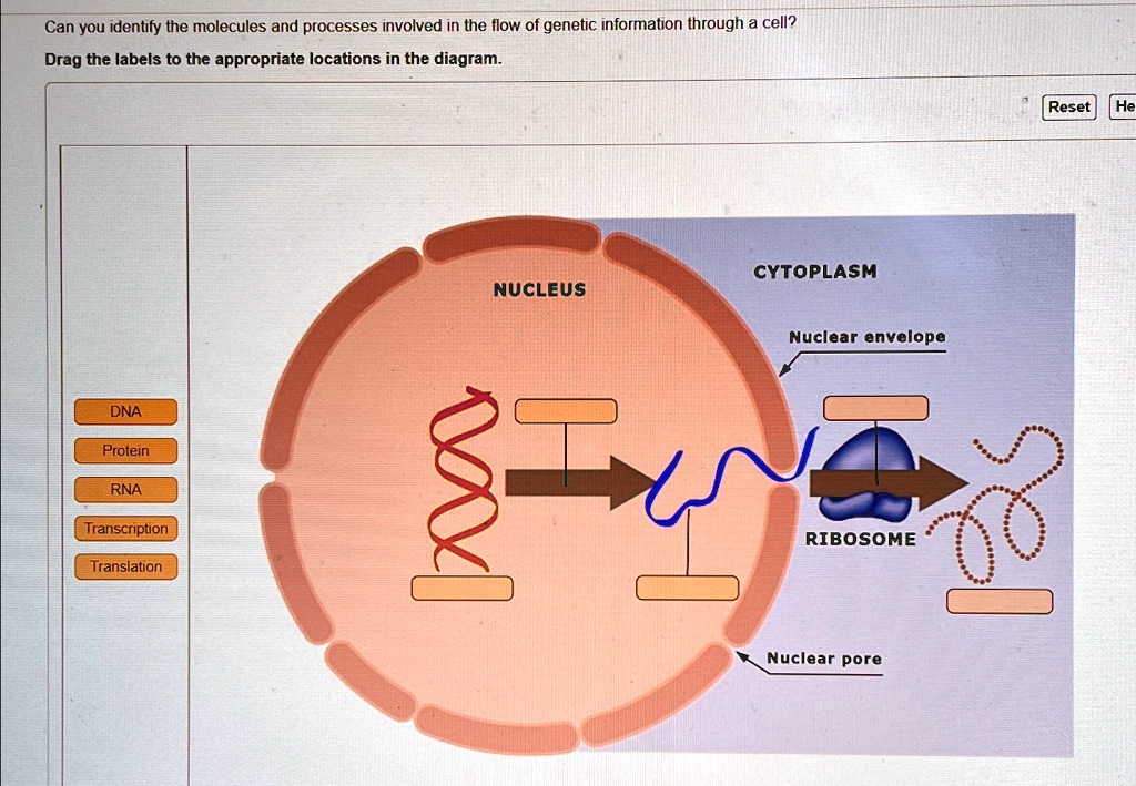 can you identify the molecules and processes involved in the flow of ...