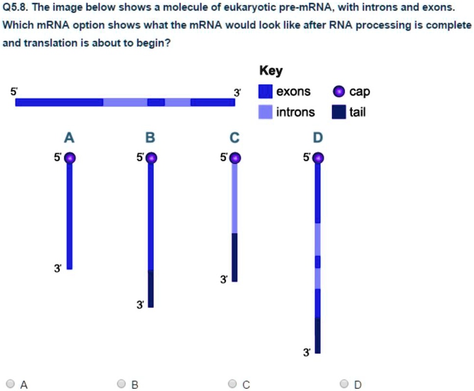 05.8. The image below shows a molecule of eukaryotic pre-mRNA , with ...