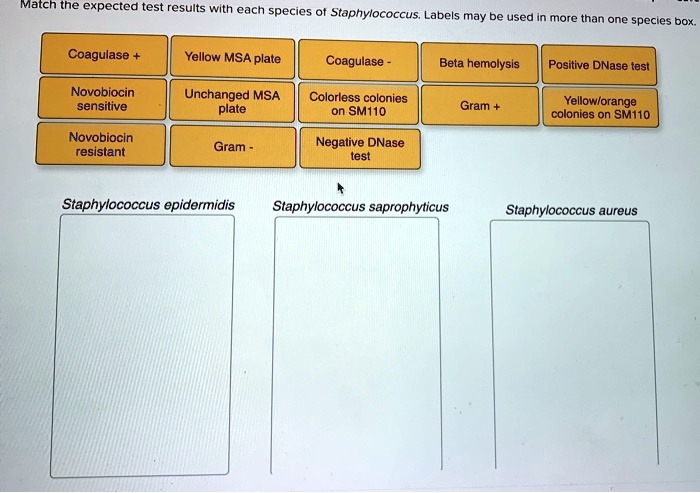 match the expected test results with each species ot staphylococcus ...