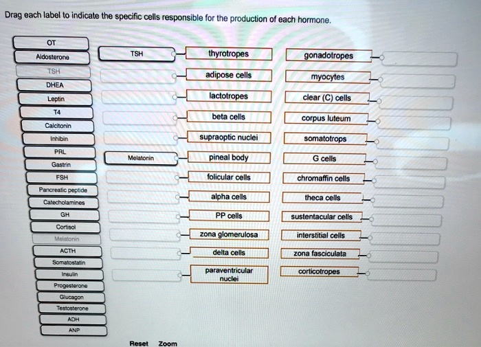 Drag each label to indicate the specific cells responsible for the ...