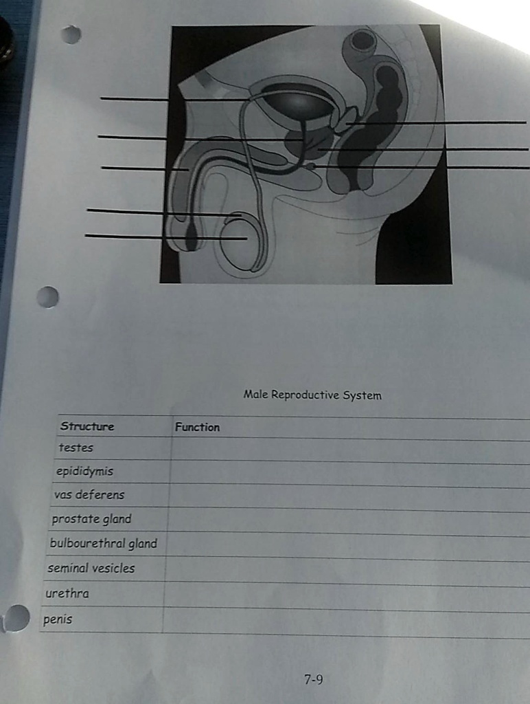 SOLVED: Male Reproductive System Structure Function Testes Epididymis ...