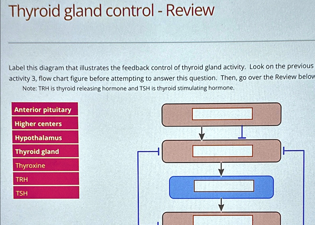 Thyroid gland control - Review Label this diagram that illustrates the ...