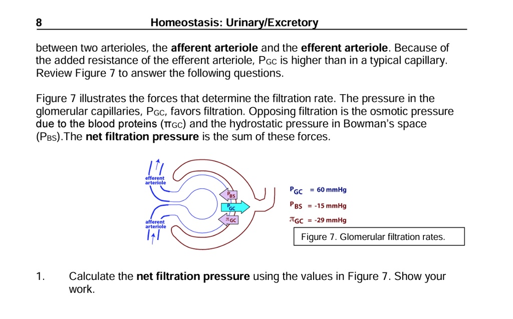 SOLVED: Net filtration pressure (NFP) is calculated by subtracting the ... SOLVED: Net filtration pressure (NFP) is calculated by subtracting the ...