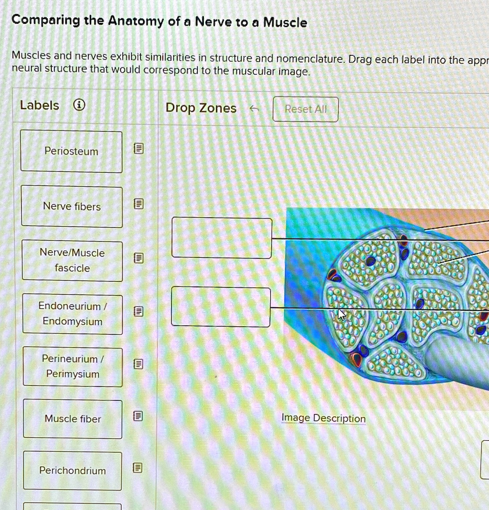 Comparing the Anatomy of a Nerve to a Muscle Muscles and nerves exhibit similarities in ...