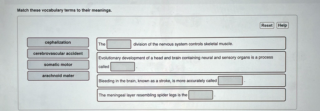 Match these vocabulary terms to their meanings. cephalization The ...