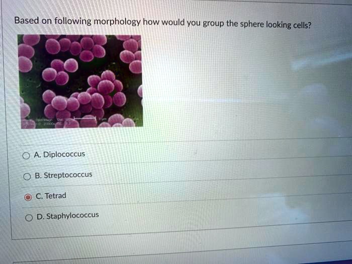 SOLVED: Based on following morphology how would you group the sphere ...