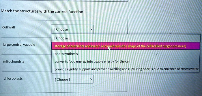 SOLVED: Match the structures with the correct function cell wall Choose ...