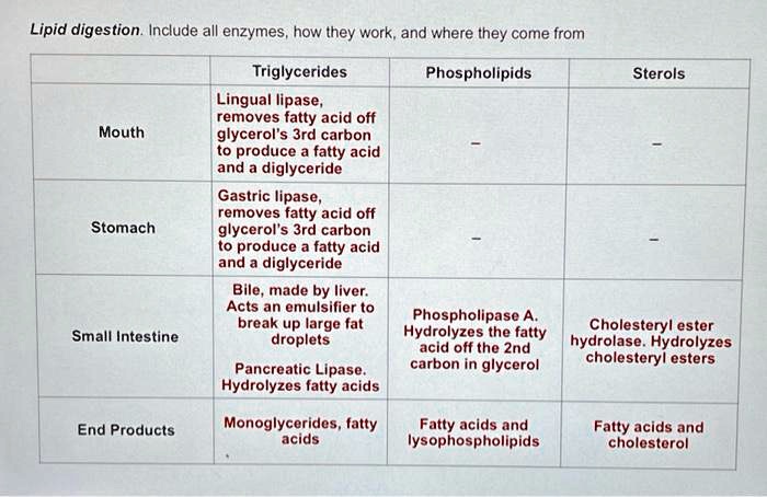 Lipid digestion. Include all enzymes, how they work, and...