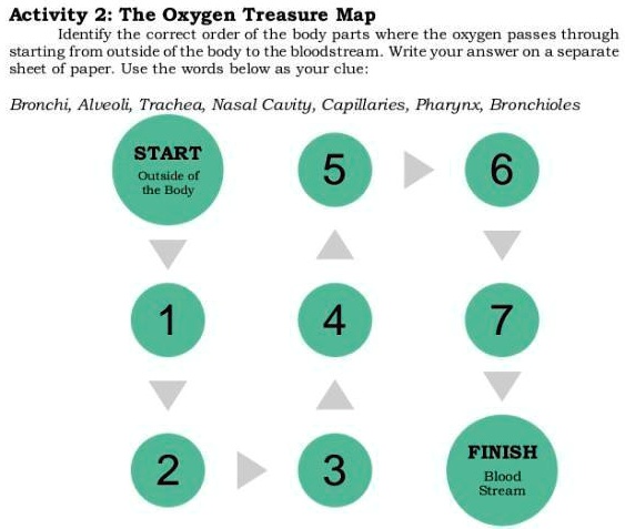 Activity 2: The Oxygen Treasure Map Identify the correct order of the ...