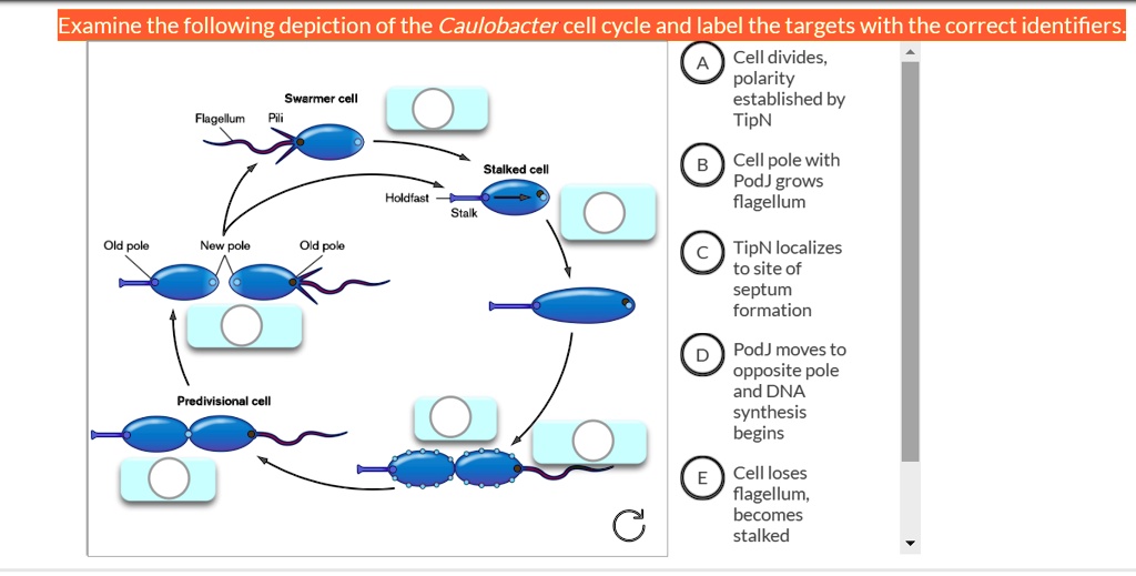 SOLVED: Examine the following depiction of the Caulobacter cell cycle ...