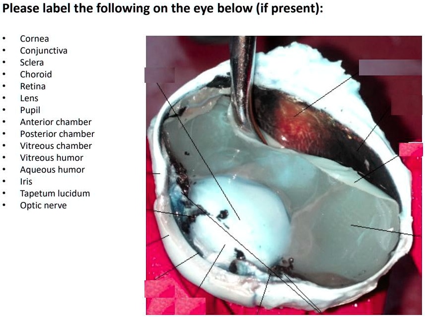SOLVED: Please label the following on the eye below (if present) Cornea ...